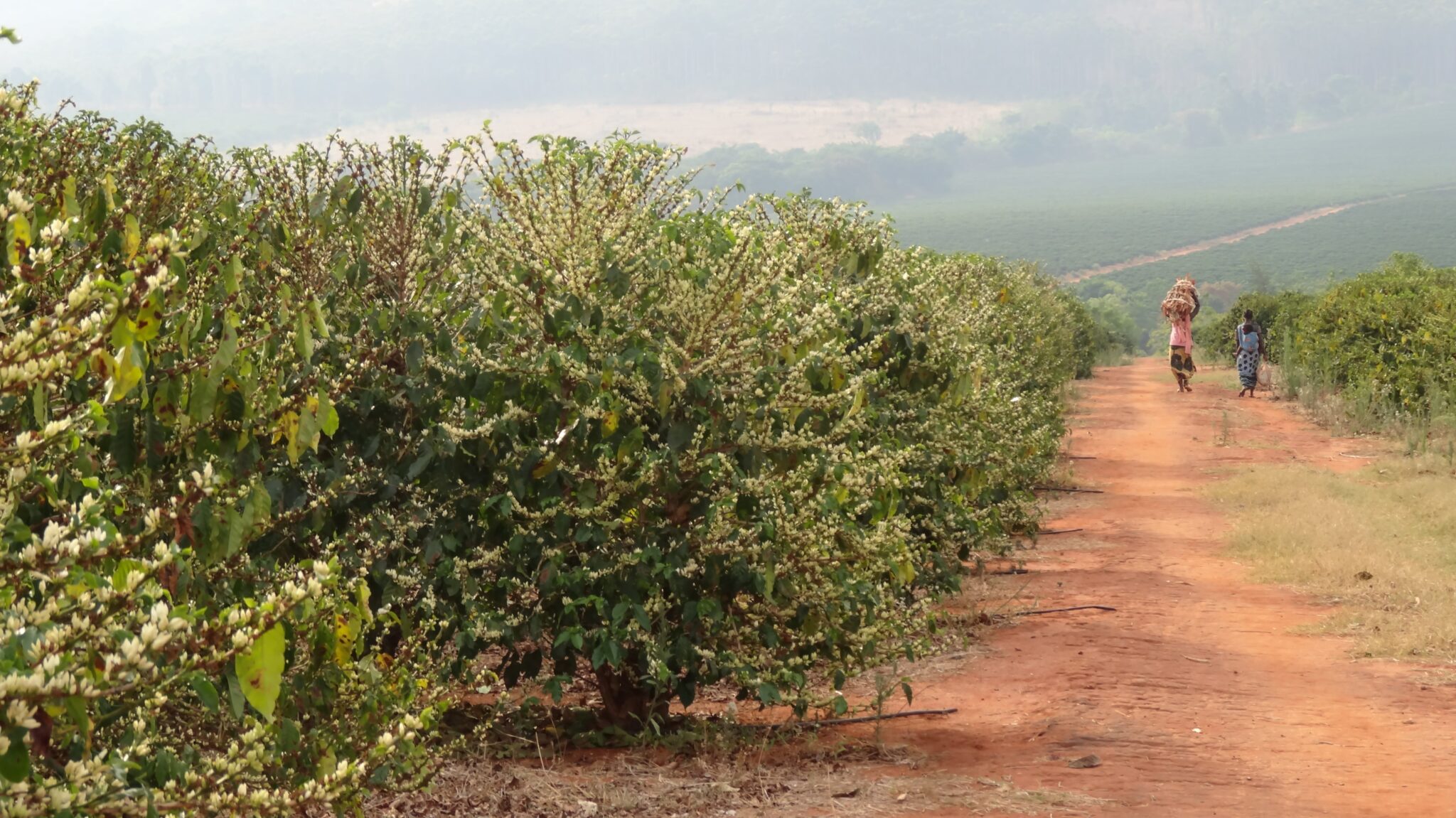 Malawi - Sable Farms - City Boy Coffee